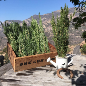 Sweet Farm O'Mine: A Biodynamic Harvest - The Purist