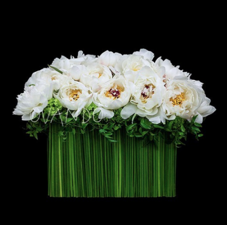 In Bloom - The Purist