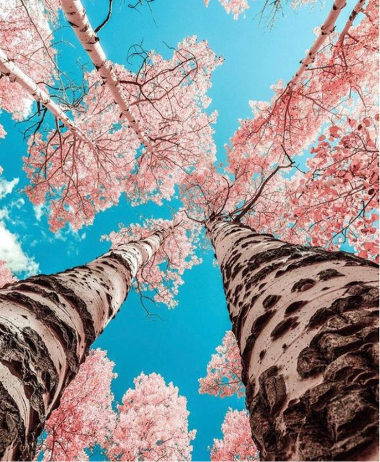 Purist's Immune Strengthening Ideas - The Purist