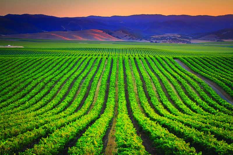 Mindful Wine - The Purist