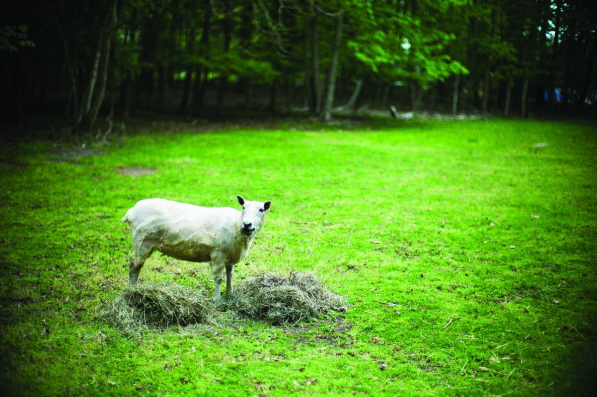 Mama Farm - The Purist