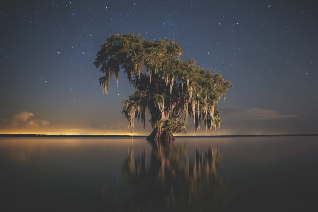 The Language of Trees - The Purist