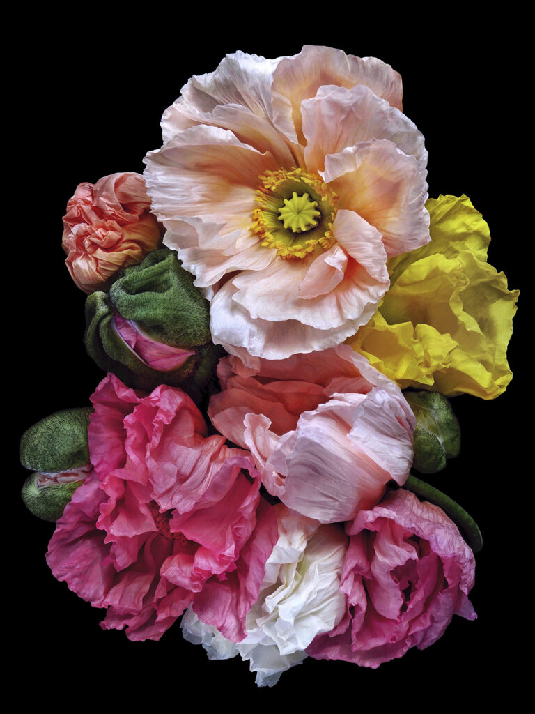 Beauty in Bloom: Best Floral Portrait Collection Around the Globe