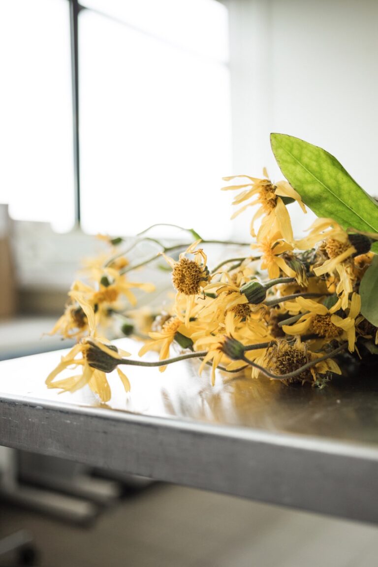 The Arnica Experts - The Purist