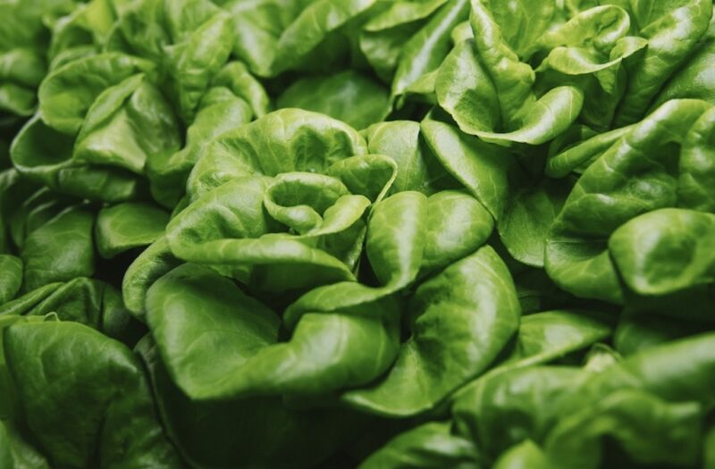 Teens For Food Justice: Garden of Knowledge - The Purist