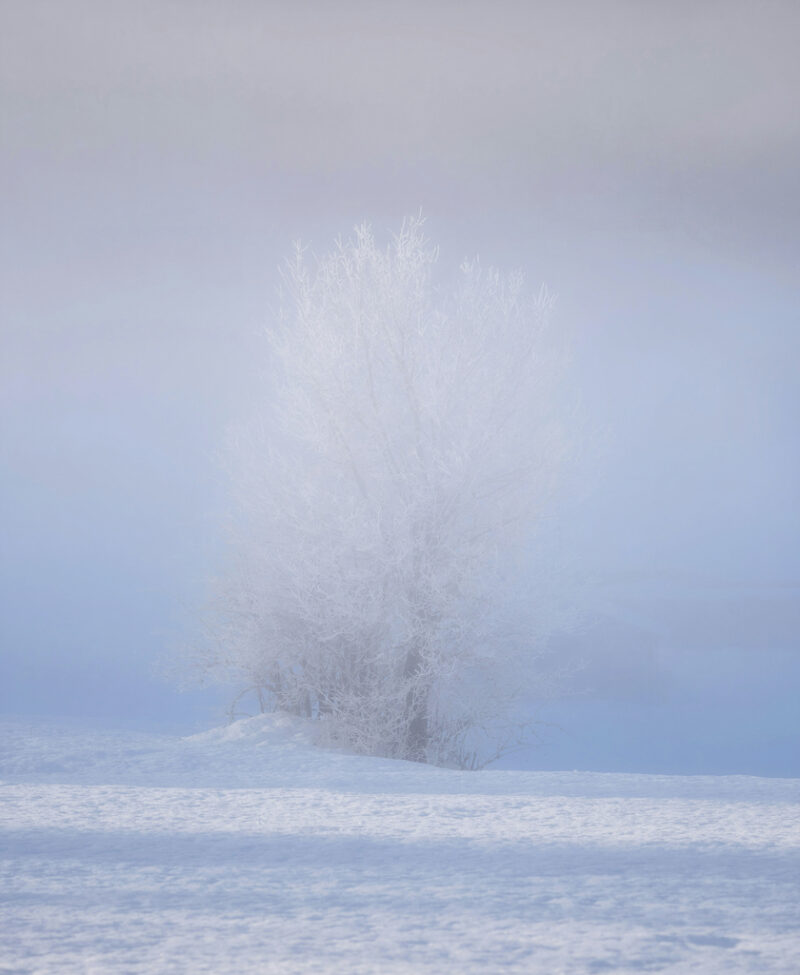 The Wisdom of Winter - The Purist